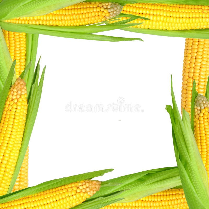 130+ Corn frame Free Stock Photos - StockFreeImages