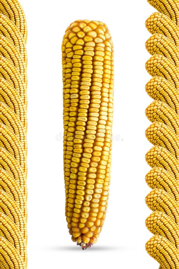 Corn frame stock photo. Image of market, nutrition, gold - 23954650