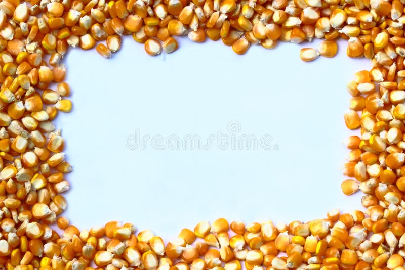 Corn and the frame stock image. Image of thailand, foodstuff - 25822621