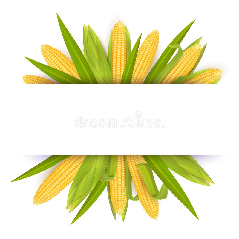 Corn Frame Card Template, Vector Realistic Illustration Stock Vector ...