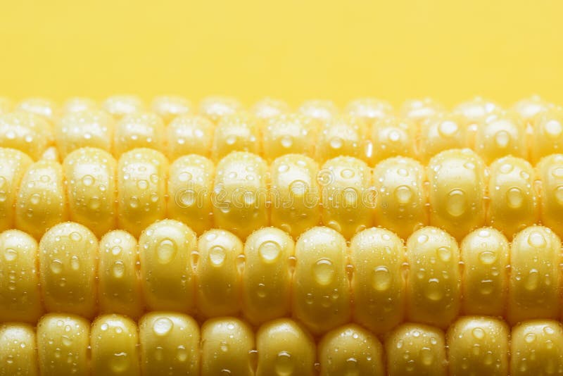 Corn stock photo. Image of drop, culture, kernel, fragrant - 32968138