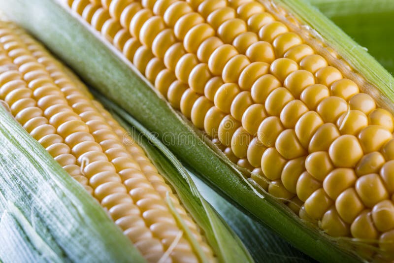 Corn. Fresh Corn on Old Rustic Oak Table Stock Image - Image of summer ...
