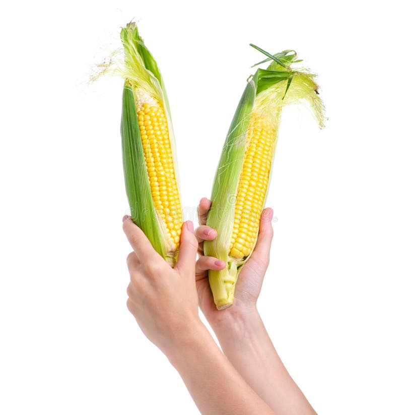 Corn fresh food in hand stock photo. Image of nutritious - 177592290