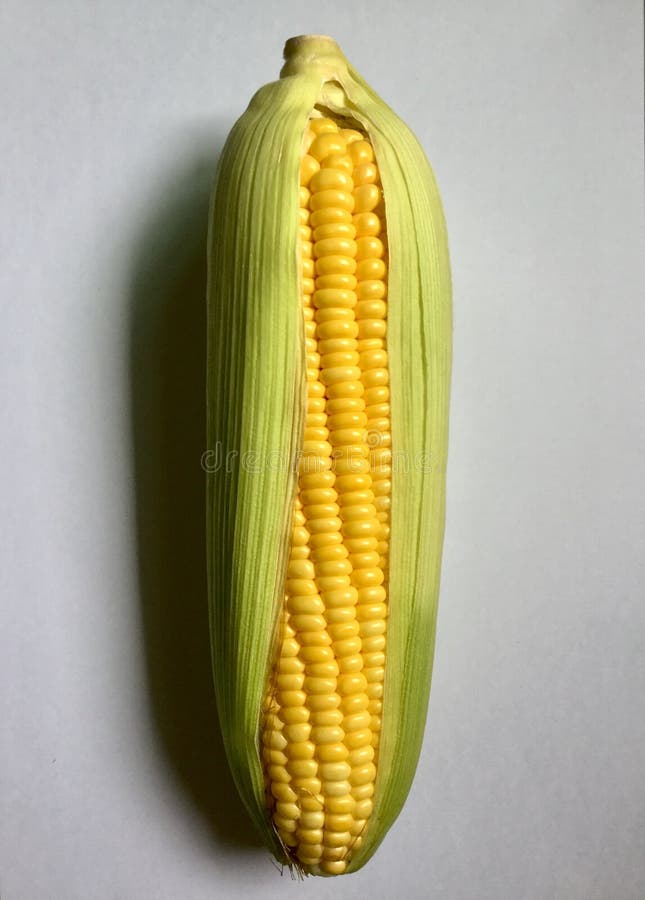 Corn. Fresh. Isolated. stock image. Image of kernels - 121319465