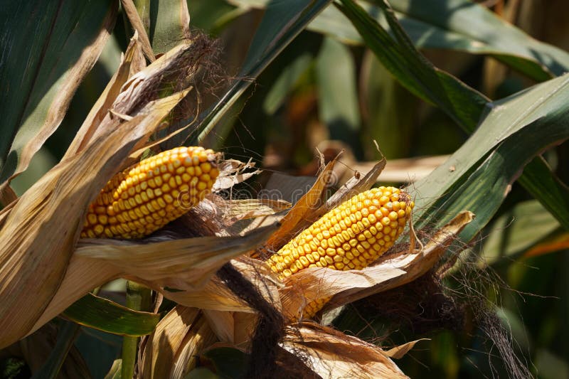 Fresh Corn Stick in the Field Stock Image - Image of field, organic ...