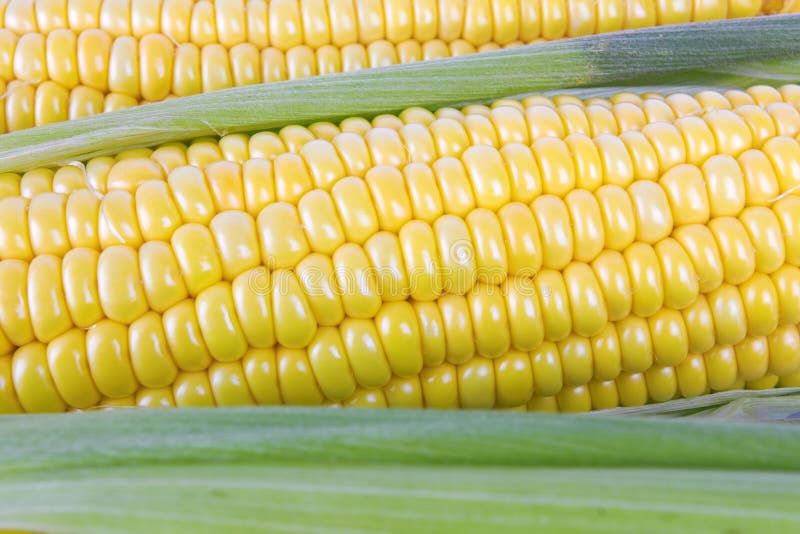 Corn stock image. Image of corn, grain, vegetarian, husk - 43867927