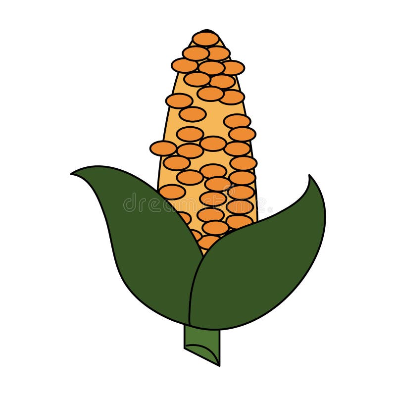 Corn fresh vegetable stock vector. Illustration of nutritious - 143577279