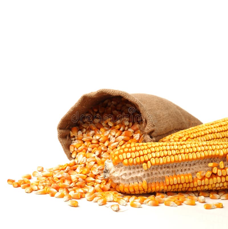 Big sack of corn cobs stock photo. Image of farm, sweetcorn - 27062136