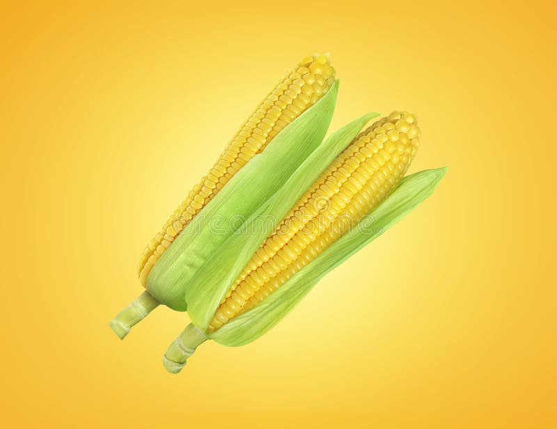 Corn Fresh on Yellow Gold Background Stock Photo - Image of ingredient ...