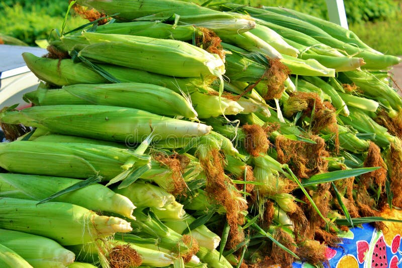 Corn - freshly harvested stock image. Image of meals - 29545301