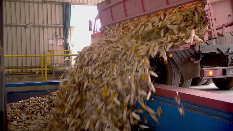 Corn. Freshly Harvested Corn Cobs Unloading from a Truck Container ...