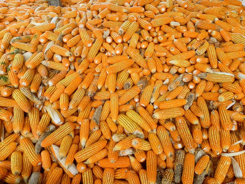 Corn Freshly Harvested in Local Farm Stock Photo - Image of diet, grain ...