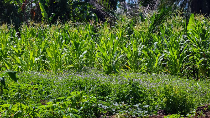 A Corn Plantation Managed by a Farmer Group in Prafi District ...