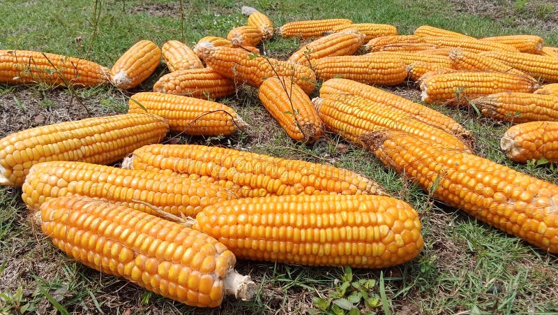 Corn Fruit is Dried in the Open Field To Dry Stock Image - Image of ...