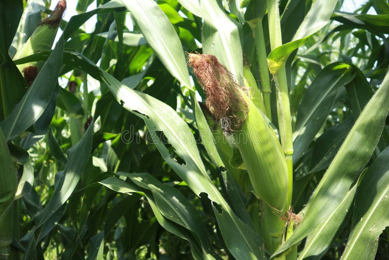 Corn Fruit Growing on the Tree Stock Image - Image of tropics, shrub ...