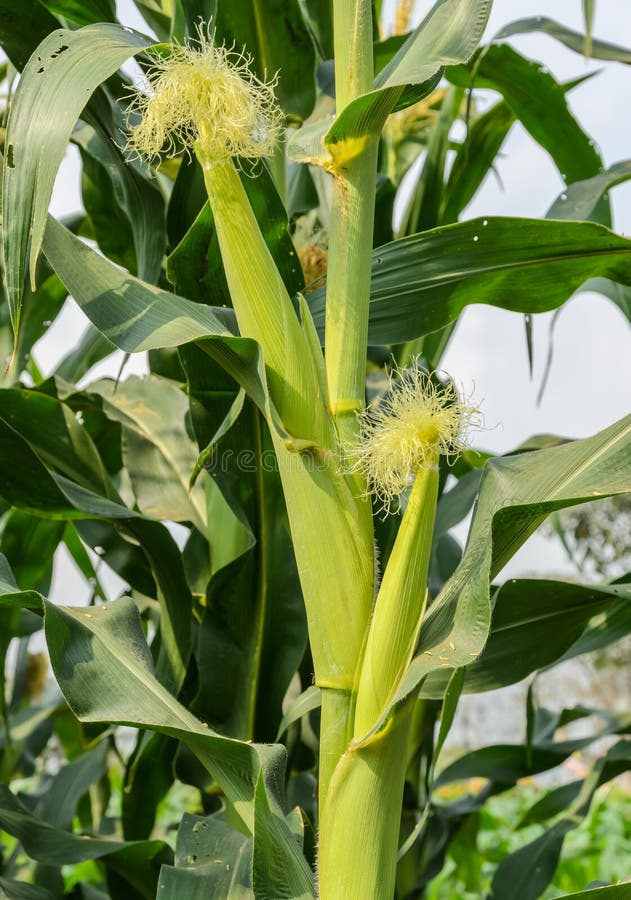 Corn fruit stock image. Image of farm, closeup, agriculture - 46872407