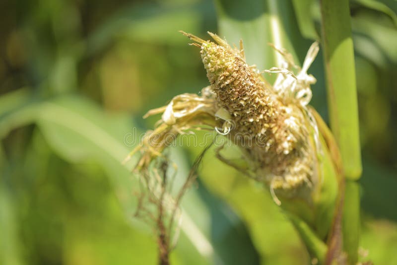 Corn Fruit after Small Bird Eating Stock Photo - Image of fresh, cereal ...