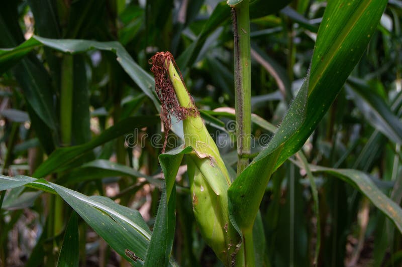 Corn Fruit is Starting To Ripen and is Ready To Harvest Stock Image ...