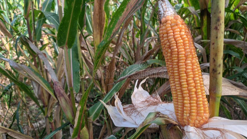 Corn that is Still Attached To the Tree Stock Photo - Image of farm ...