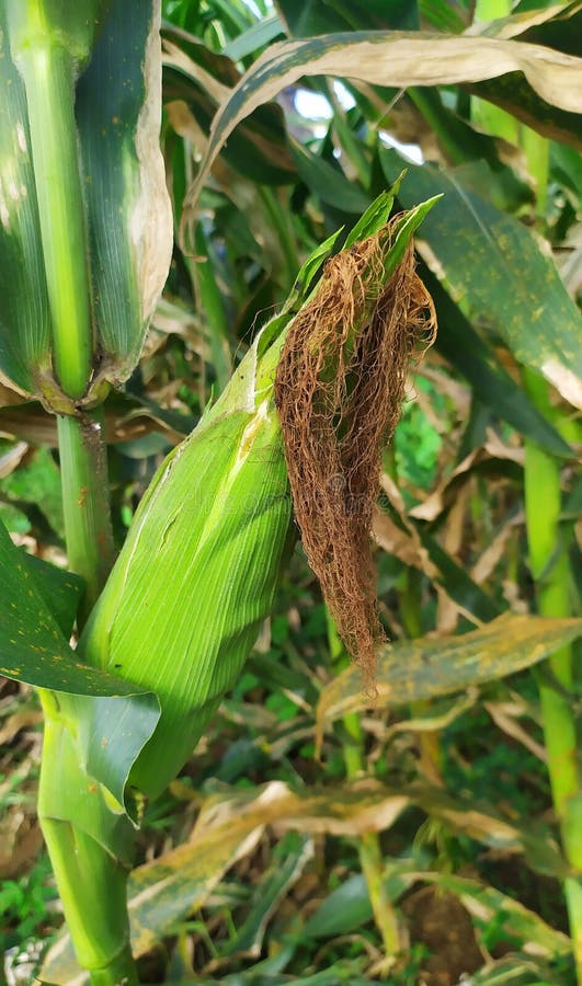 Corn Fruits that are Still Small and Still Have Fruit Hairs Stock Image ...