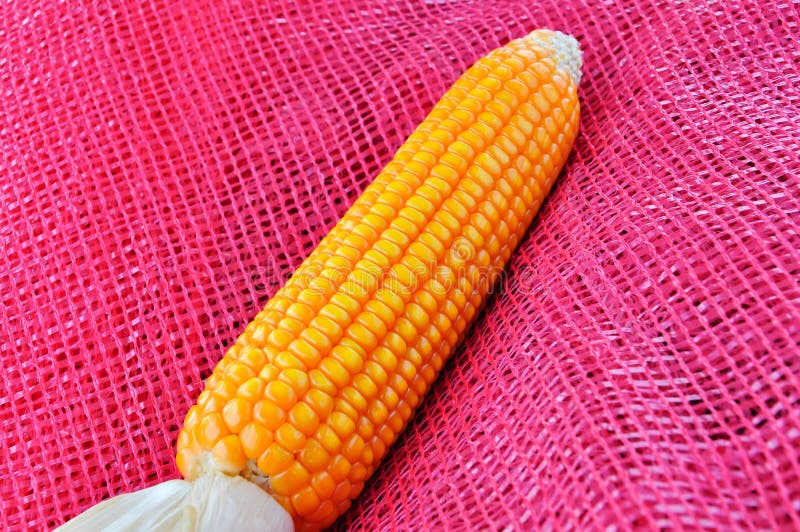 The Corn with Fuchsia Color Red Sack Stock Image - Image of macro ...