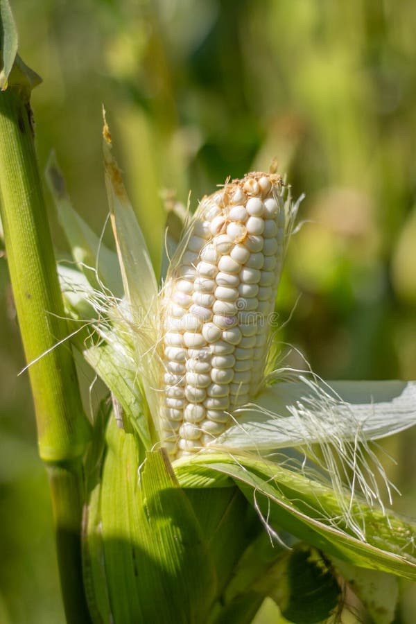 Corn in Garden,beauty Corn Flower Green Corn Field in Asia Stock Image ...