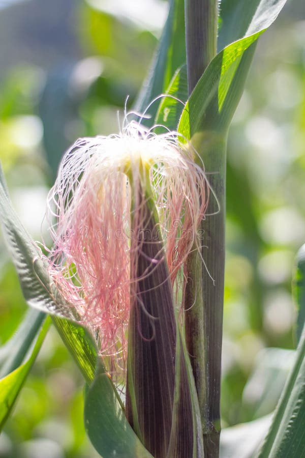 Corn in Garden,beauty Corn Flower Green Corn Field in Asia Stock Photo ...