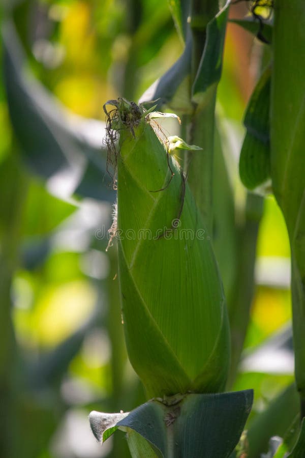 Corn in Garden,beauty Corn Flower Green Corn Field in Asia. Stock Image ...