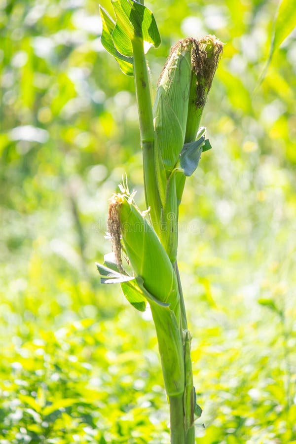 Corn in Garden,beauty Corn Flower Green Corn Field in Asia. Stock Photo ...