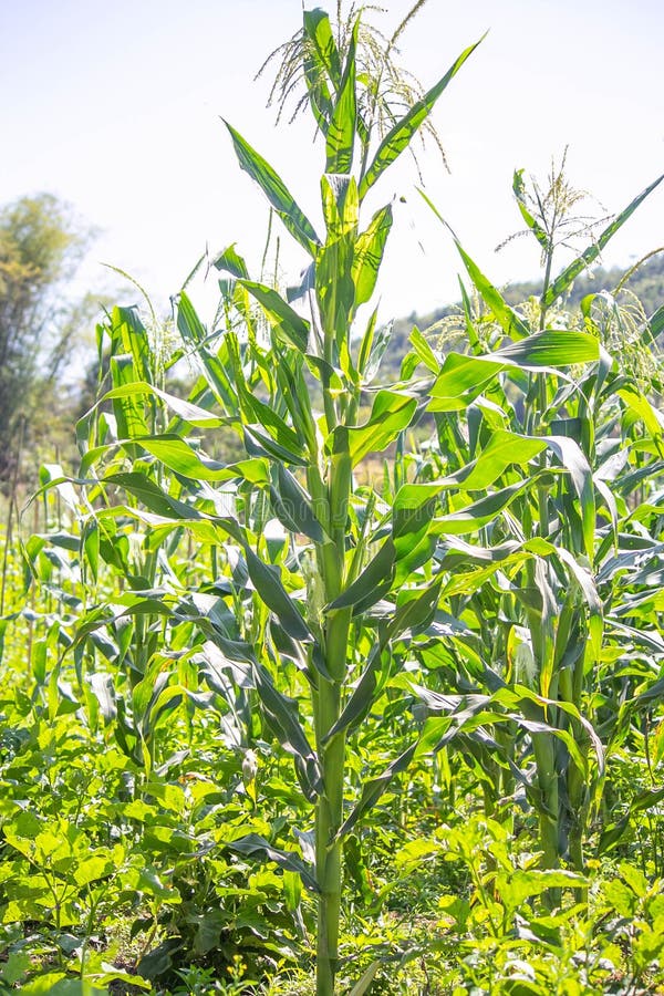 Corn in Garden,beauty Corn Flower Green Corn Field in Asia. Stock Photo ...