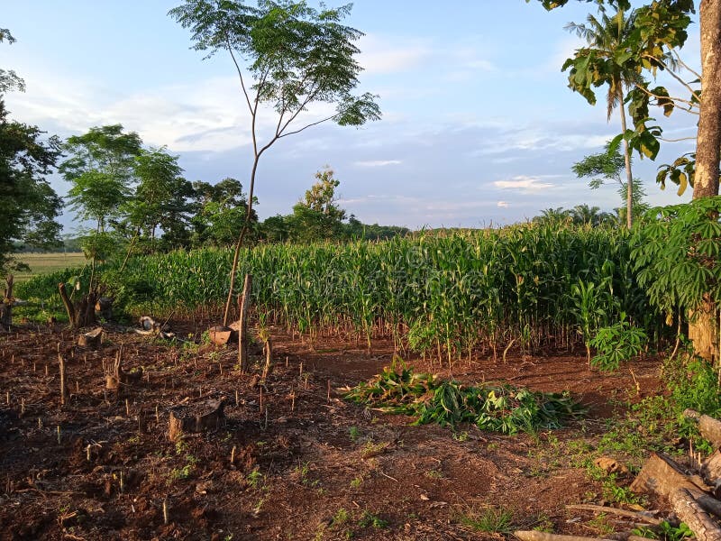 Corn Garden in Traditional Indonesia Stock Image - Image of traditional ...