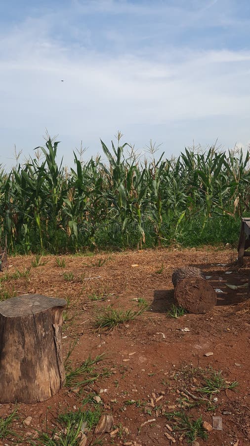 Corn garden , tropis stock photo. Image of soil, corn - 261877490
