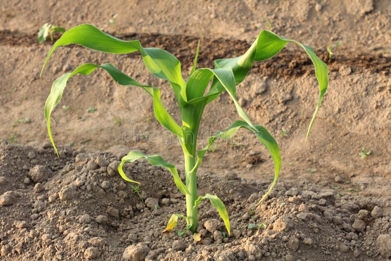 Corn germ stock photo. Image of grow, many, agricultural - 20350648