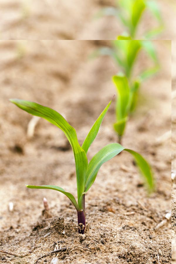 Corn germ . close up stock photo. Image of crop, growth - 61316590