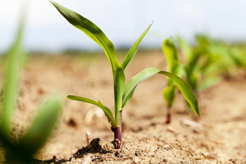 Corn germ stock photo. Image of leaf, health, nutritious - 20350648