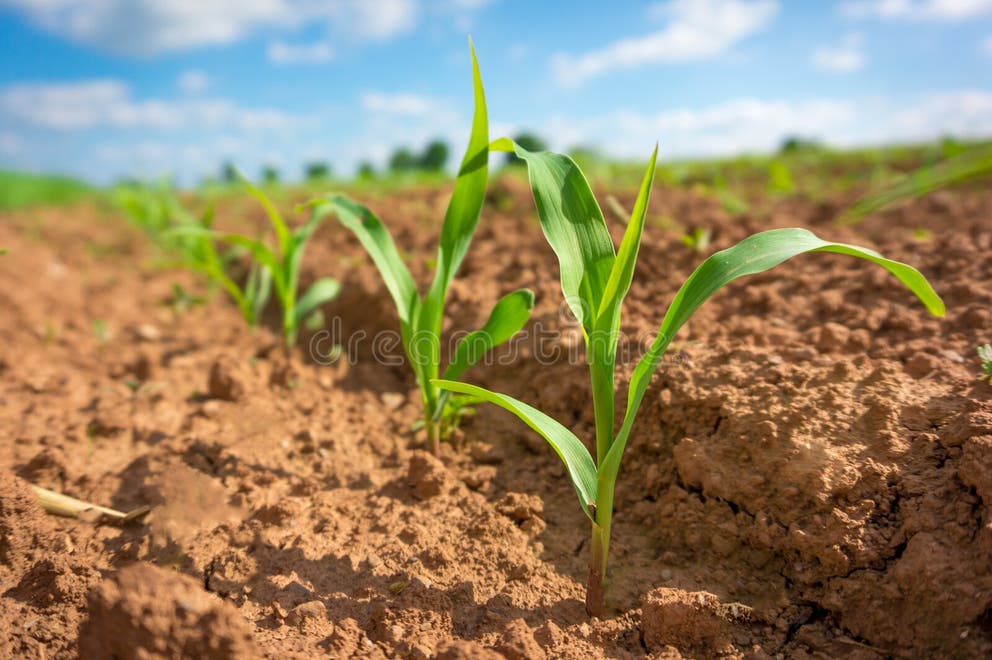 Corn germ stock image. Image of plant, landscape, cultivate - 93472545