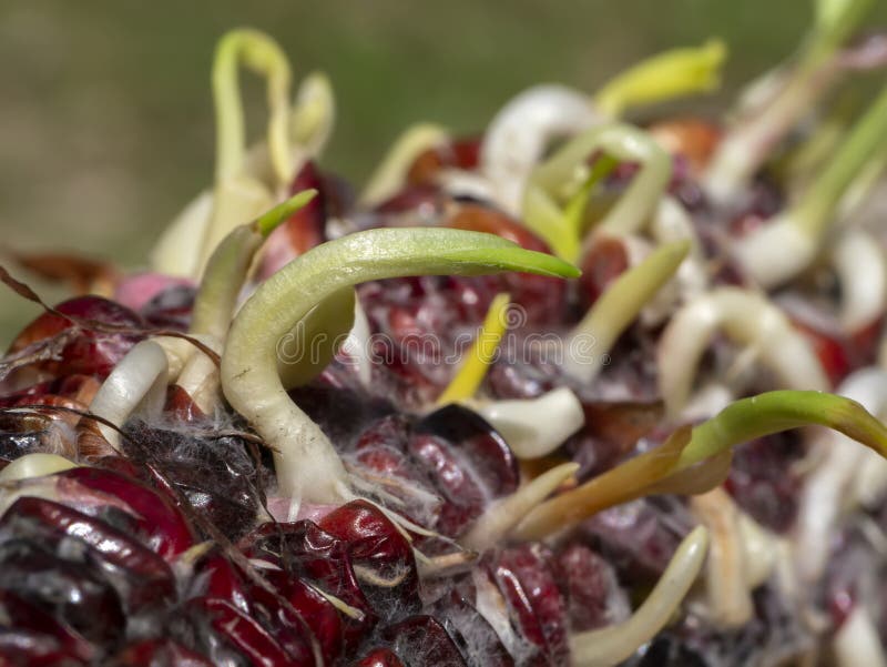 236 Germinating Corn Seed Stock Photos - Free & Royalty-Free Stock ...