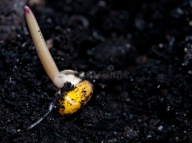 Corn germination stock image. Image of garden, natural - 50194587
