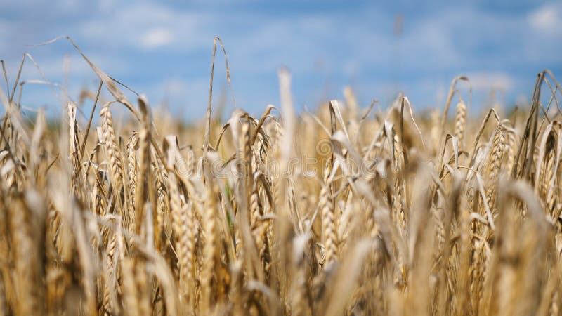 Corn Gold Wheat Field and Blue Sky with Clouds Stock Image - Image of ...