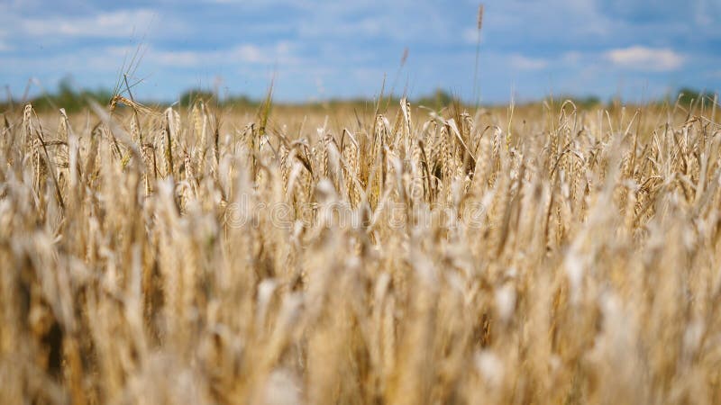 Corn Gold Wheat Field and Blue Sky with Clouds Stock Photo - Image of ...