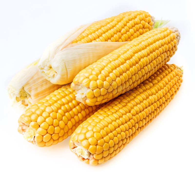 Corn stock image. Image of ripe, nutritious, corn, summer - 33845179