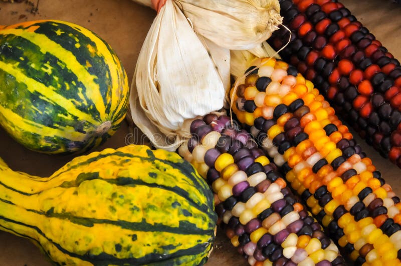 Corn and Gourds stock photo. Image of crop, vegetable - 84101298