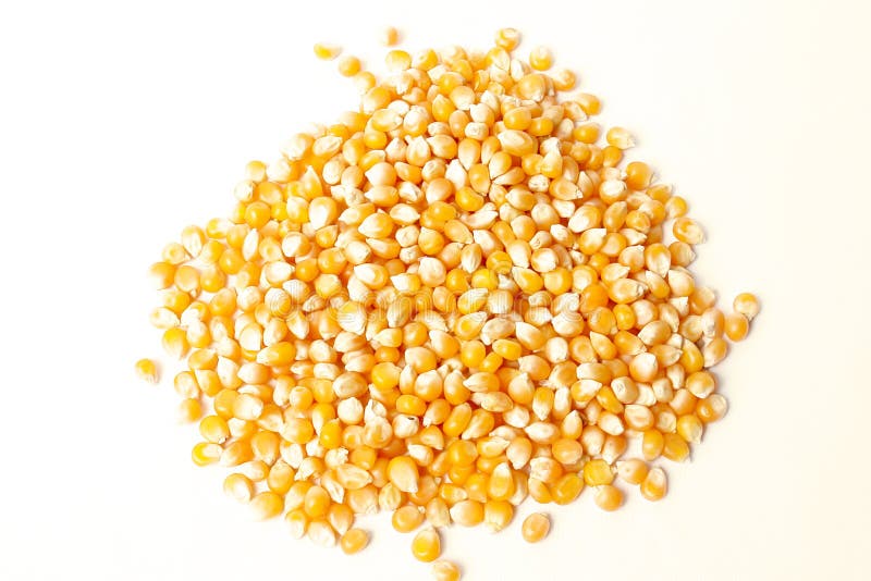 Corn grains stock photo. Image of agriculture, summer - 4064220
