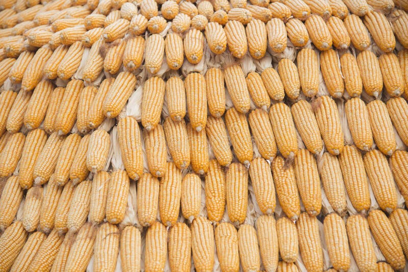 Corn grain abstract stock image. Image of energy, flour - 63435787