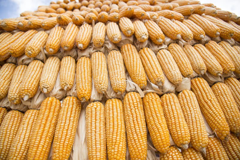 Corn grain abstract stock photo. Image of leaves, delicacy - 63435906