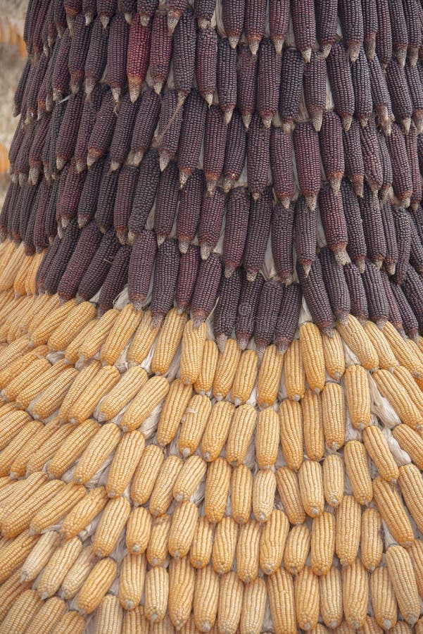 Corn grain abstract stock photo. Image of detail, food - 63436286