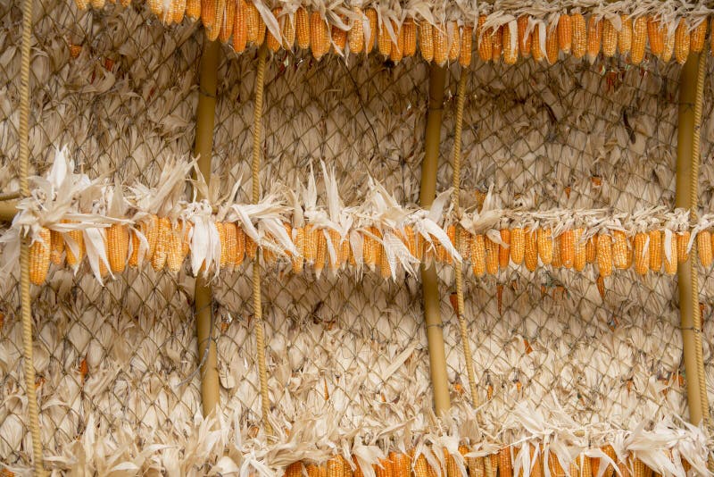 Corn grain abstract stock image. Image of background - 63436345