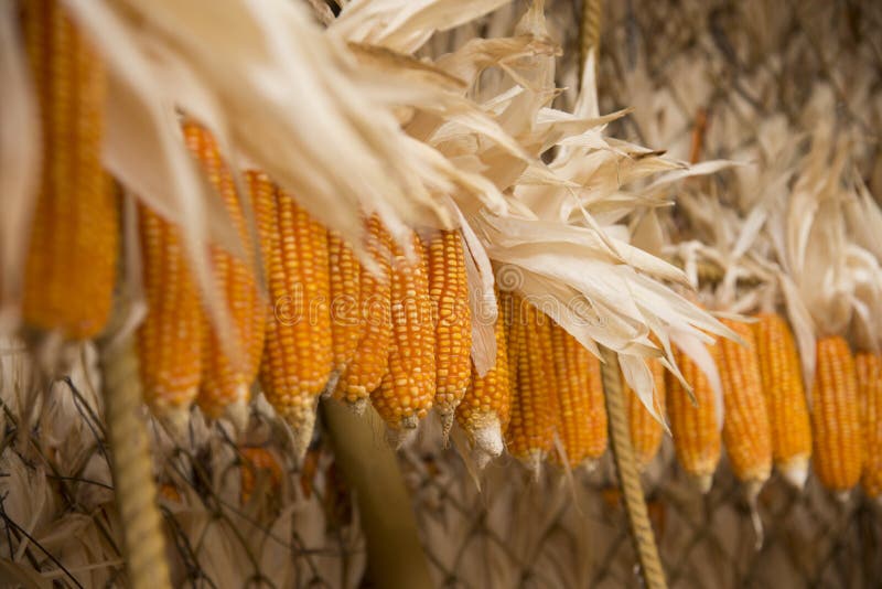 Corn grain abstract stock photo. Image of fuel, flour - 63436534