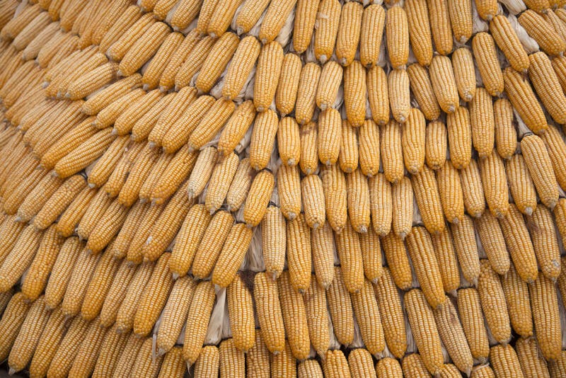 Corn grain abstract stock photo. Image of flat, fuel - 63436754