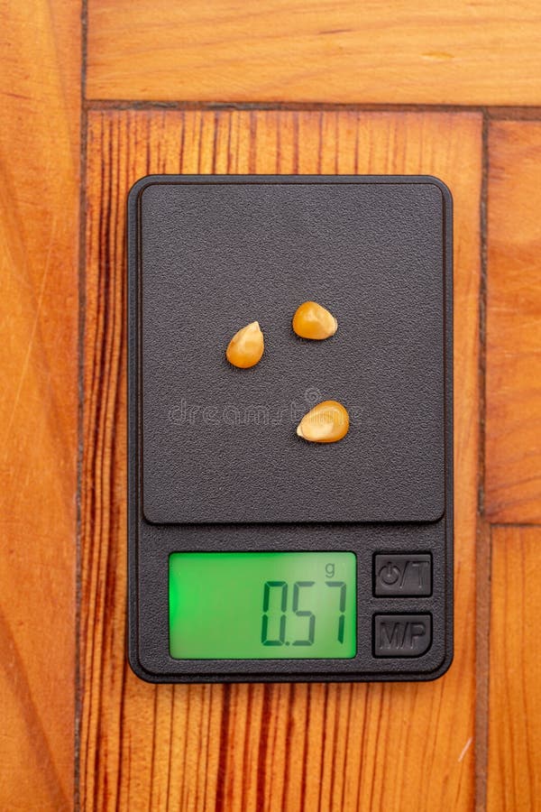 Corn Grain Being Weighed on a Precision Scale. Stock Photo - Image of ...
